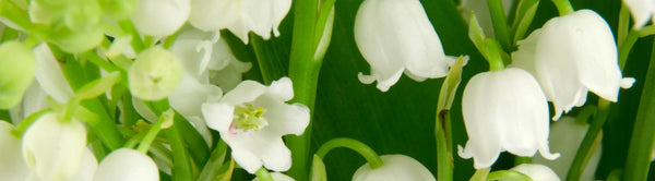 May Birth Flower: Lily of the Valley (Convallaria majalis)