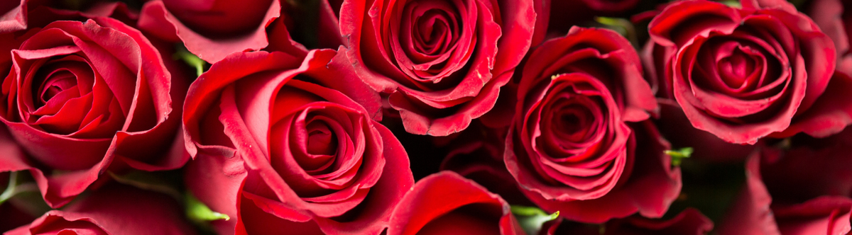 Flower Of The Month | June Birth Flowers - Roses!