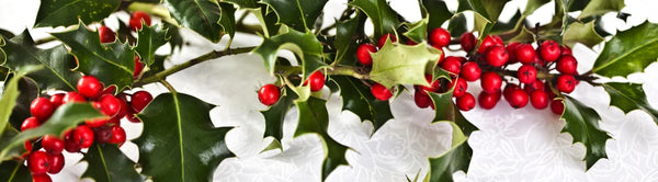 Flower Of The Month December - Holly
