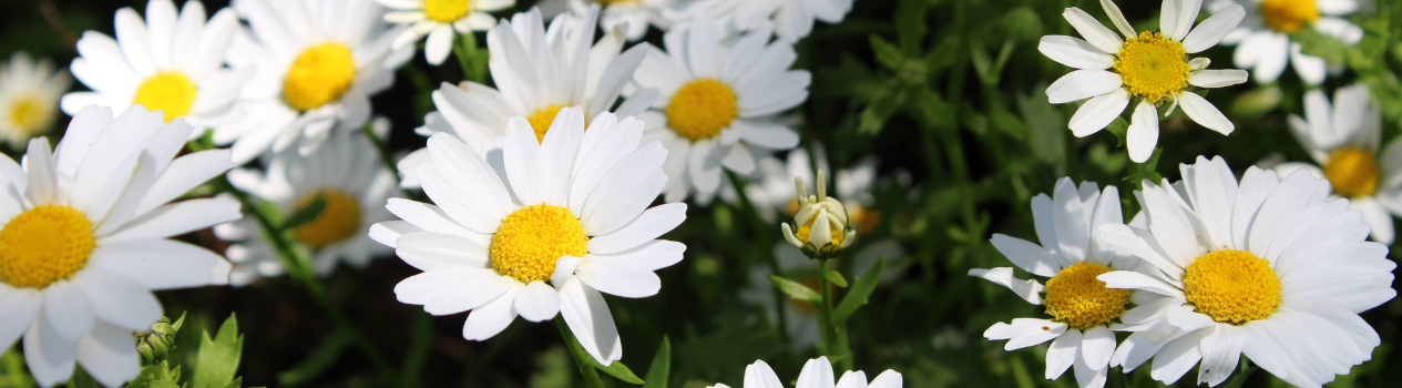 Flower Of The Month April - Daisies