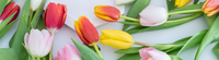 Tulips: The Timeless Beauty and Symbolism of the World's Favorite ...
