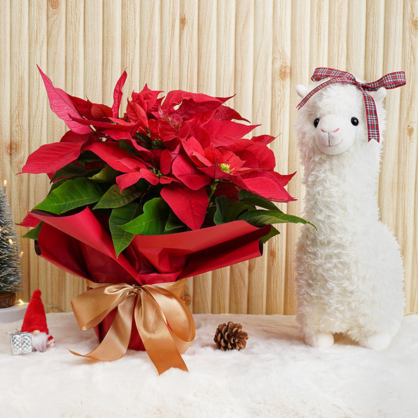 25 Philippines' Unique Christmas Decoration Ideas 2022!