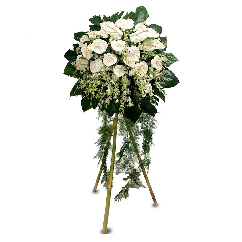 Orchids Flower Delivery | White/ Purple Orchids