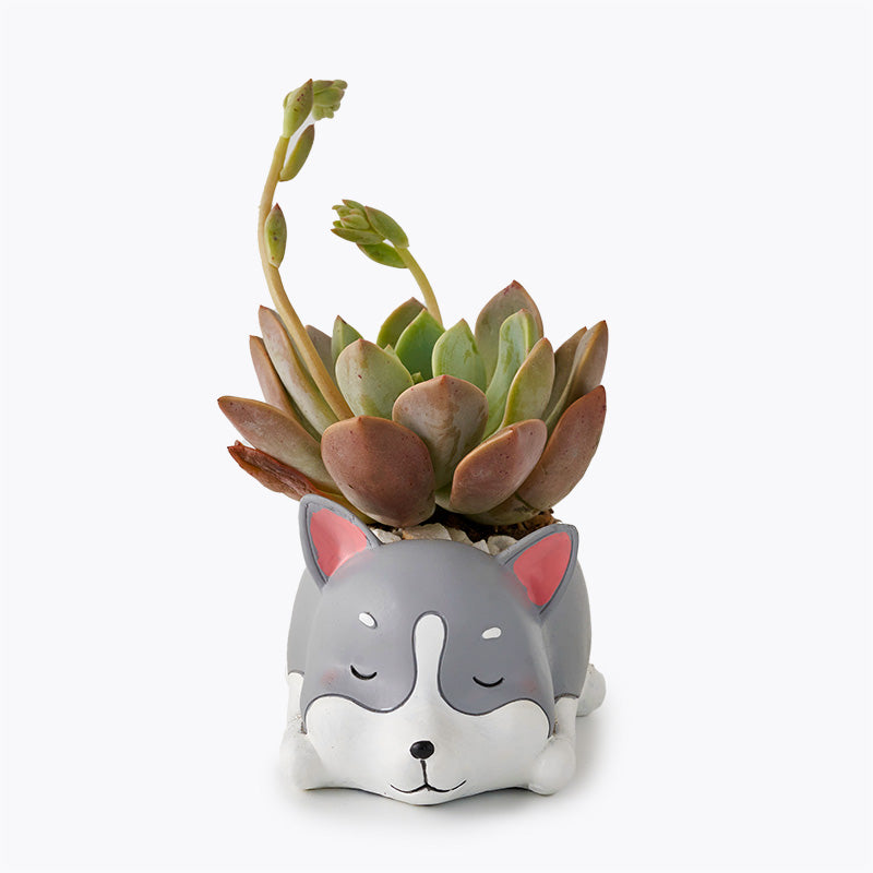 10+ Indoor Potted Plants in the Philippines