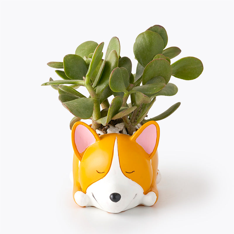 10+ Indoor Potted Plants in the Philippines