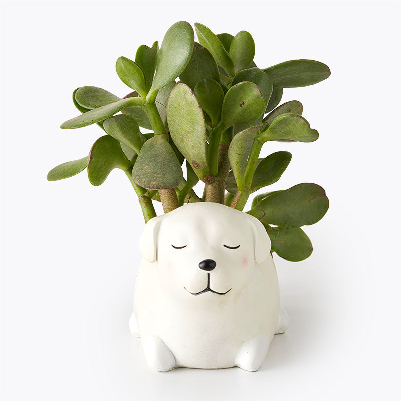 10+ Indoor Potted Plants in the Philippines