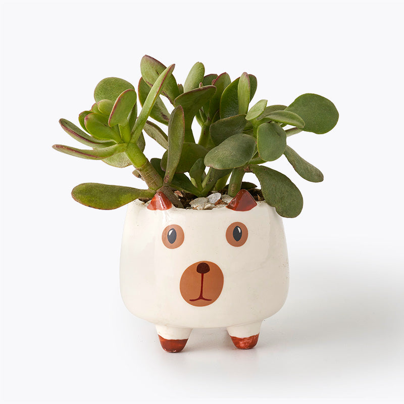 10+ Indoor Potted Plants in the Philippines