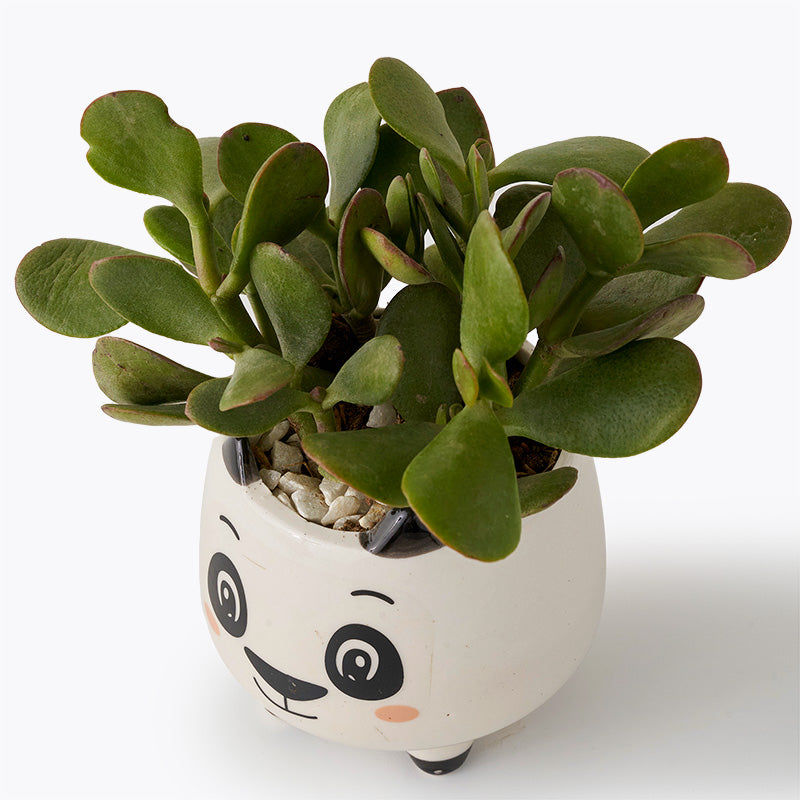 Father's Day Gifts Metro Manila - Flower Chimp Philippines